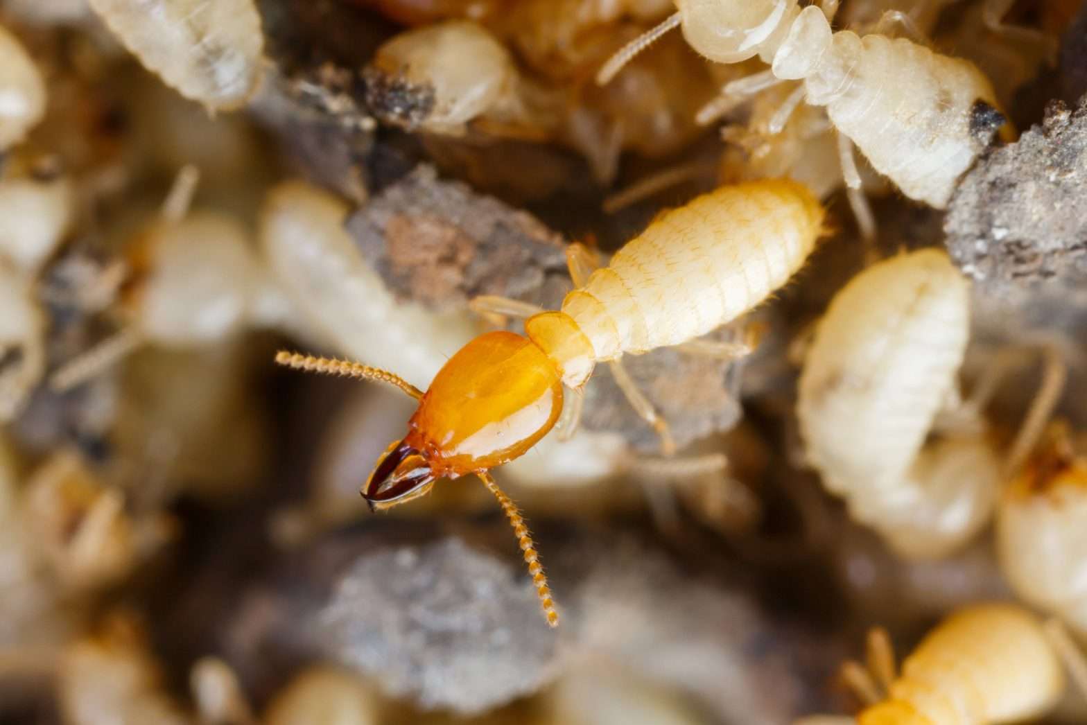 Top 3 Termite Extermination Methods - BioTech Termite & Pest Control