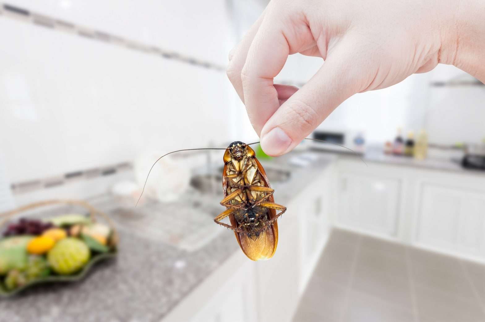 4 Tips From An Exterminator For Keeping Food Safe From Pests In Bronx ...