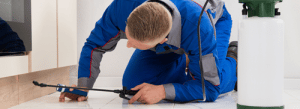 NYC Exterminator: Effective & Reliable Pest Control Company