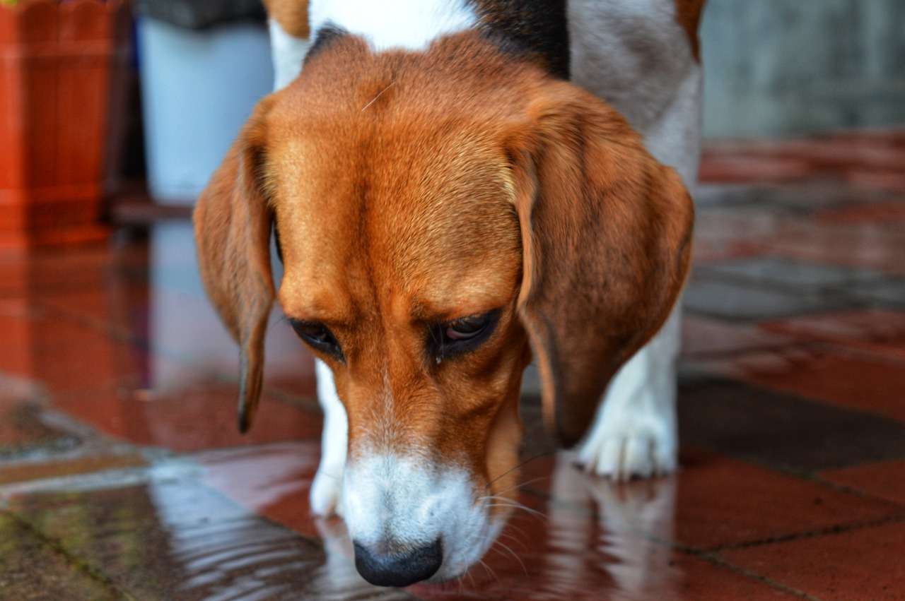 Bed Bug Dog Inspection NYC | Long Island | CT | NJ - Biotech Termite ...