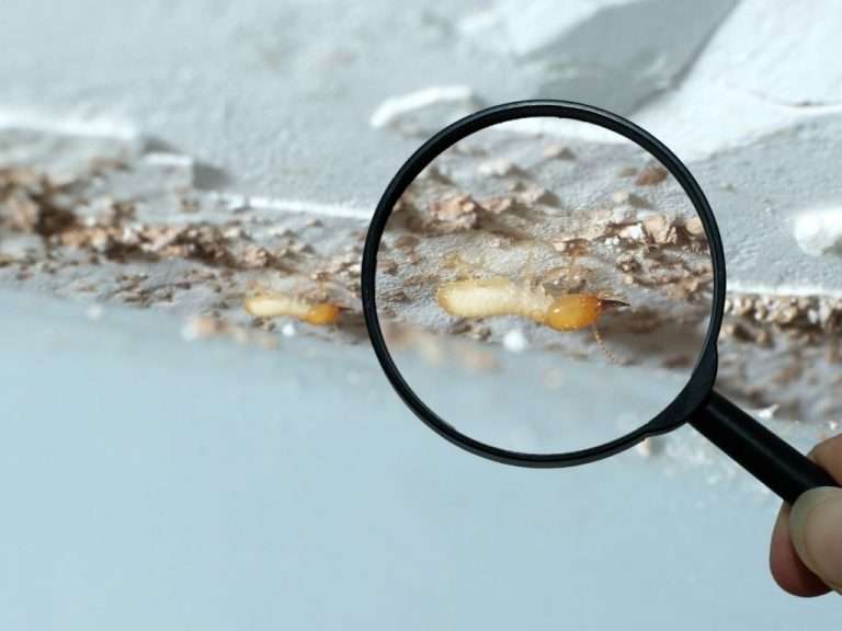 Are Termites Harmful To Humans? - BioTech Termite & Pest Control