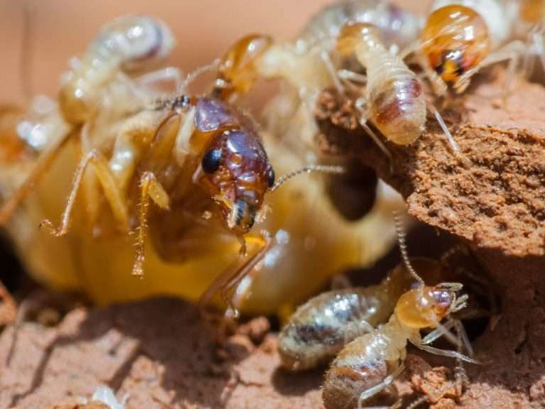 Caste Regulation In A Termite Colony: Social Physiology Phenomena ...