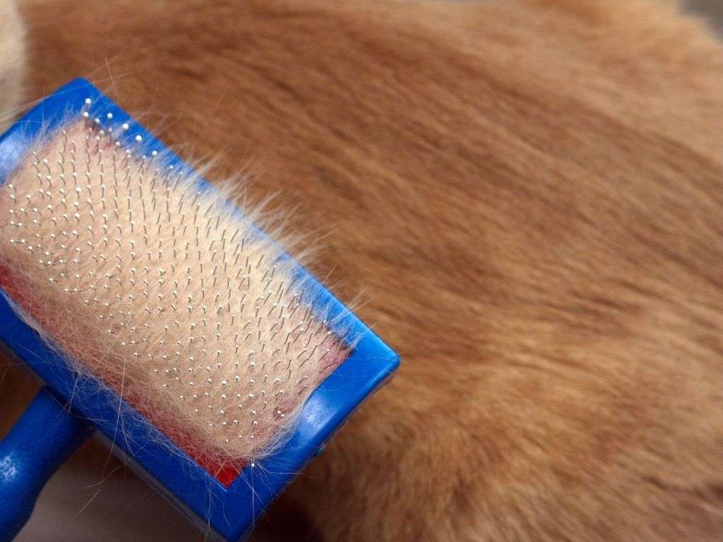 What Does Cat Hair Look Like Under A Microscope Best Hairstyles Ideas