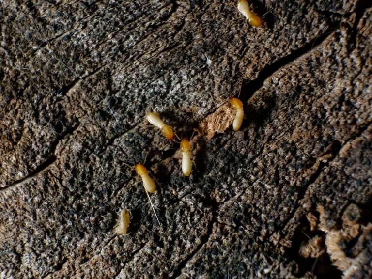 Drywood Termites Swarmers - BioTech Termite & Pest Control