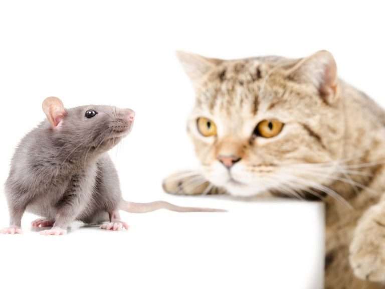 What Are The Enemies And Predators Of Rats? - BioTech Termite & Pest ...